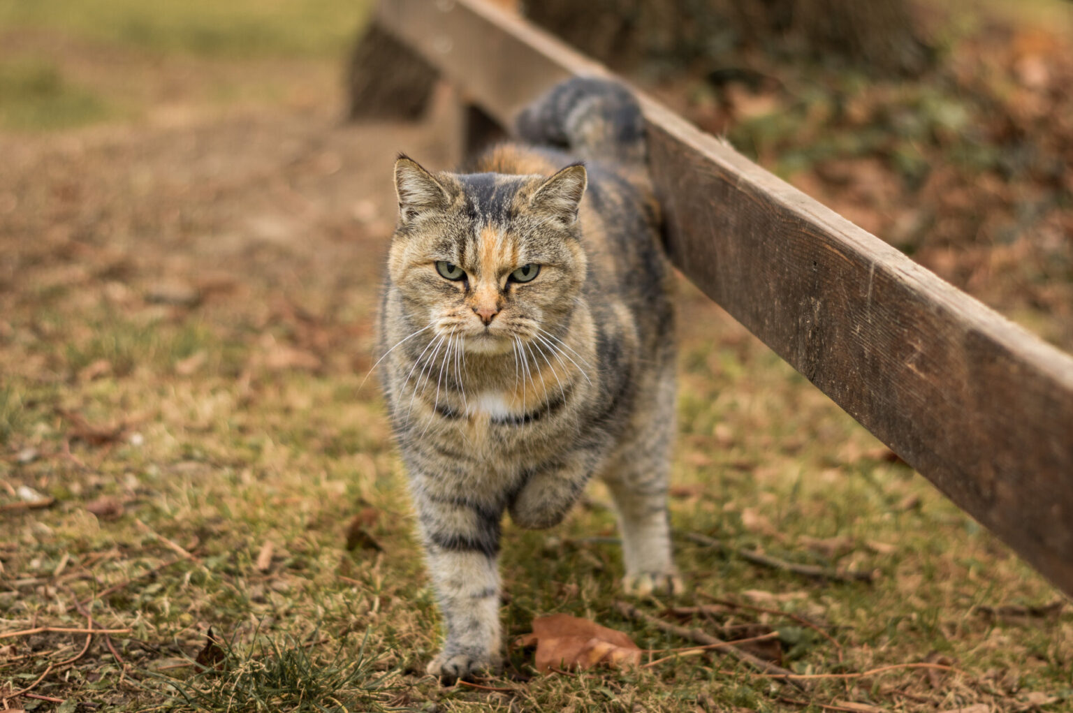 Feral Cat Spay & Neuter Phoenix AZ - Trap Neuter Release Program
